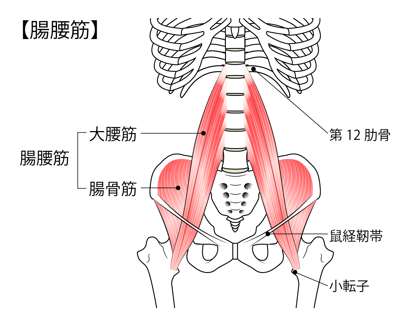 medockコラム『腸腰筋 』 - medock 総合健診クリニック