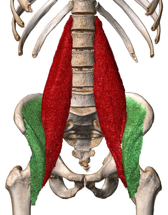 medockコラム『腸腰筋 』 - medock 総合健診クリニック